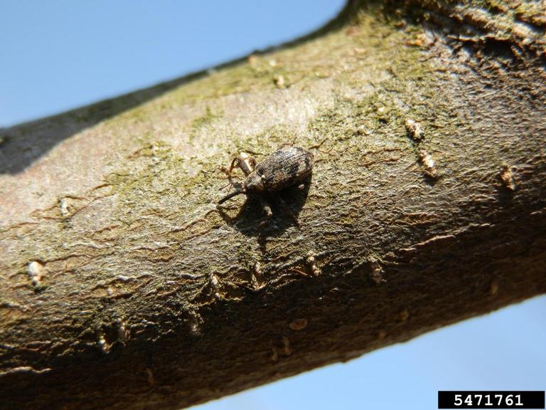 apple blossom weevil (Anthonomus pomorum (Linnaeus, 1758))