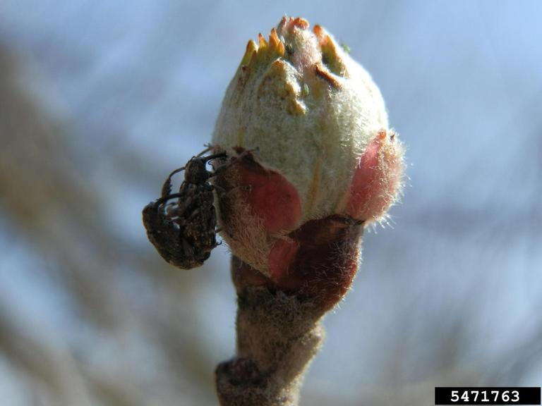 apple blossom weevil (Anthonomus pomorum (Linnaeus, 1758))