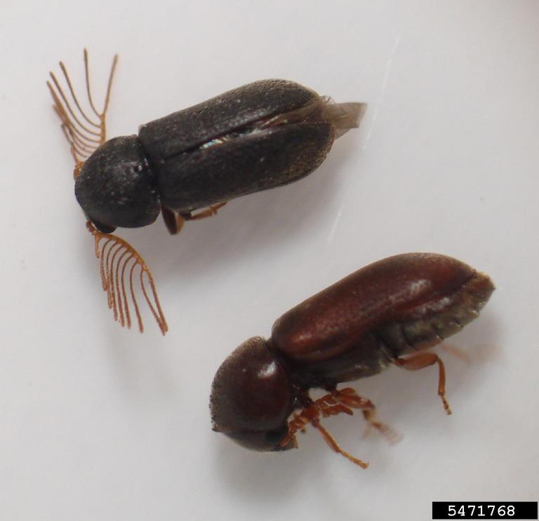 deathwatch beetle (Ptilinus ruficornis Say, 1823)