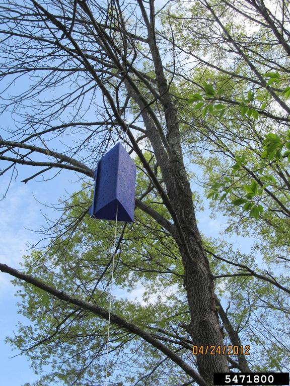 emerald ash borer (Agrilus planipennis ) on ash (Fraxinus spp. ) - 5471800