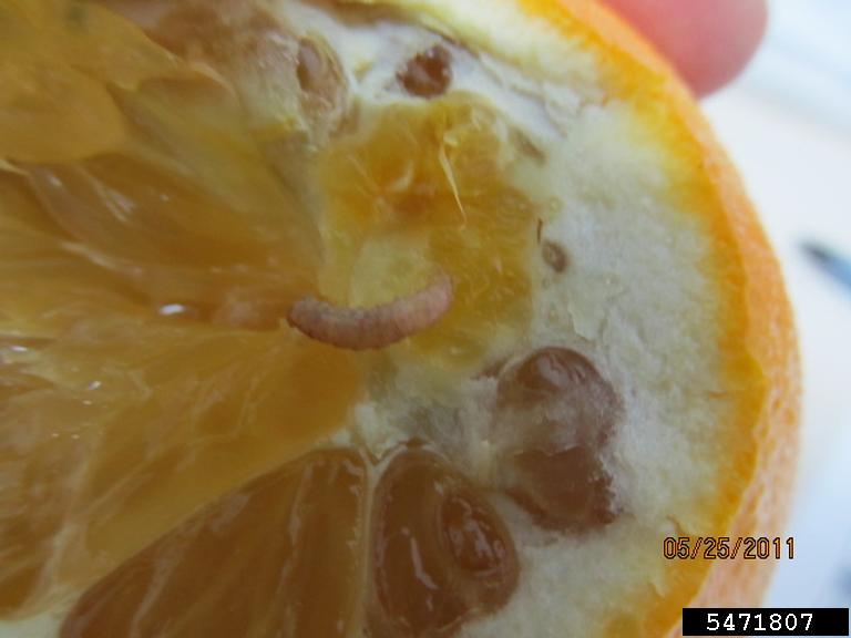 false codling moth (Thaumatotibia leucotreta)