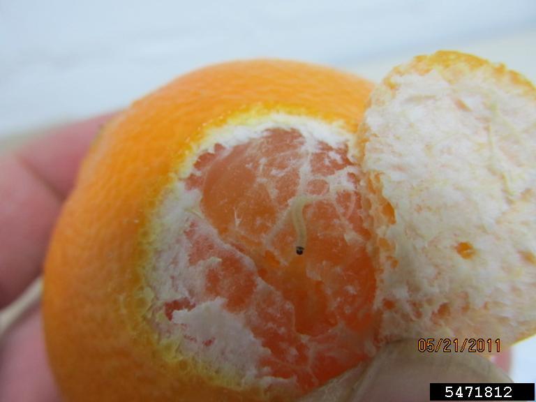 false codling moth (Thaumatotibia leucotreta)