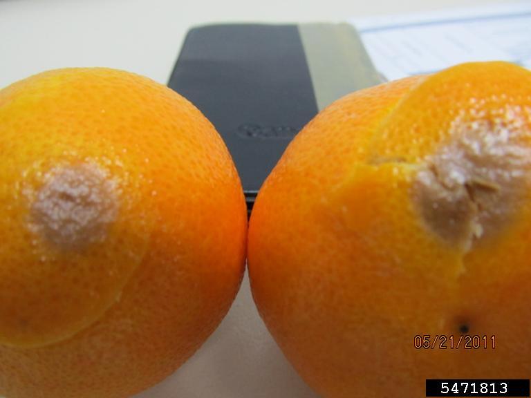 false codling moth (Thaumatotibia leucotreta)