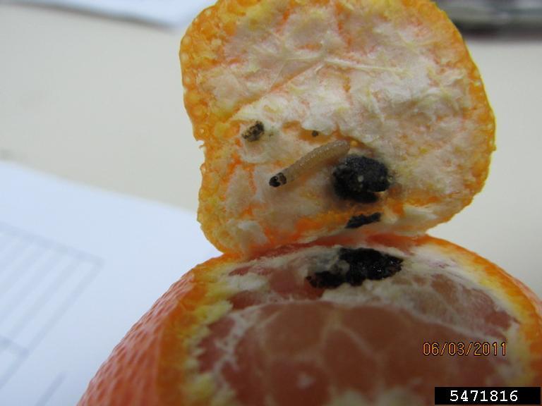 false codling moth (Thaumatotibia leucotreta (Meyrick))