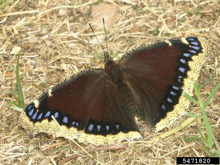 mourning cloak butterfly, Nymphalis antiopa (Lepidoptera: Nymphalidae ...