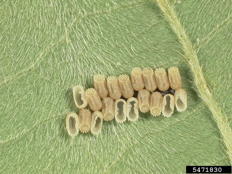 kudzu bug (Megacopta cribraria (Fabricius))