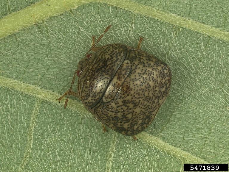 kudzu bug (Megacopta cribraria (Fabricius))