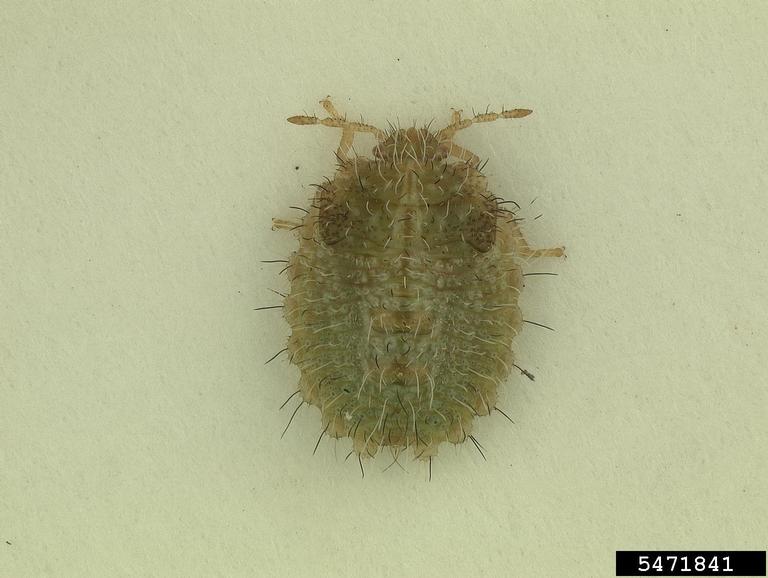 kudzu bug (Megacopta cribraria (Fabricius))