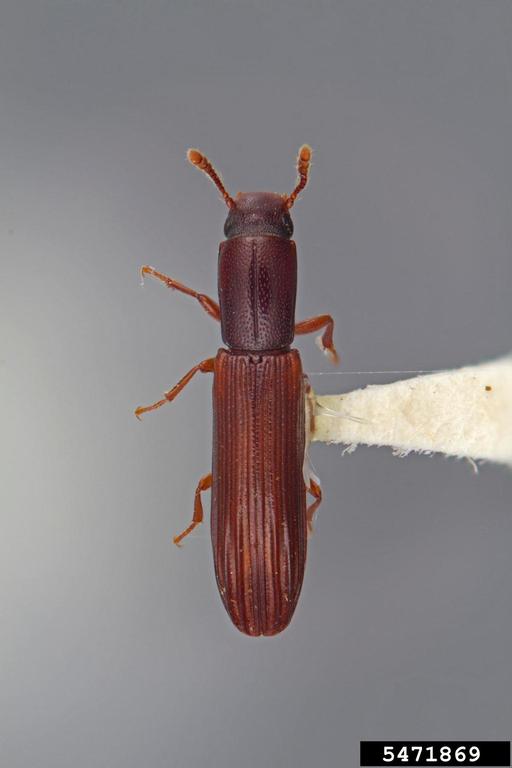 cylindrical bark beetle (Colydium glabriculum Stephan, 1989)