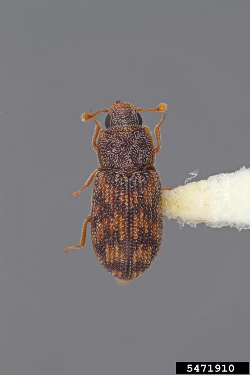 cylindrical bark beetle (Microsicus parvulus (Guérin-Méneville, 1829))
