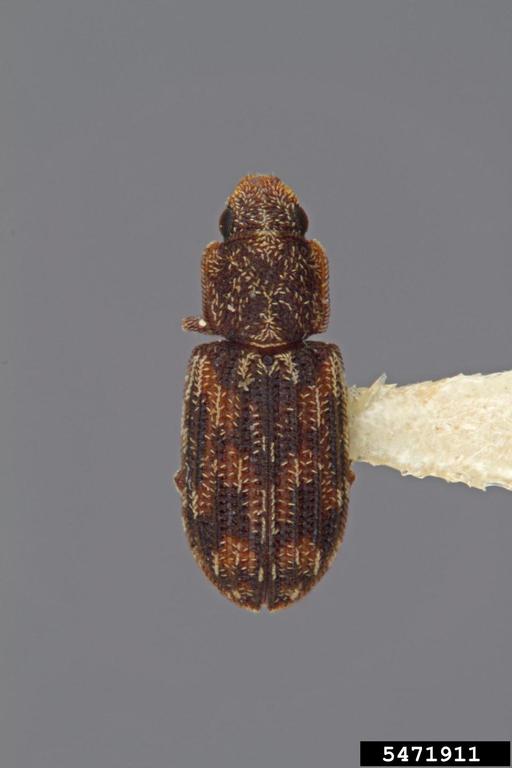 cylindrical bark beetle (Microsicus variegatus (LeConte, 1858))