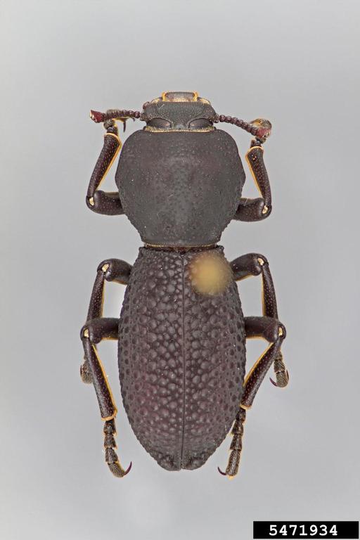 ironclad beetle (Zopherus elegans)