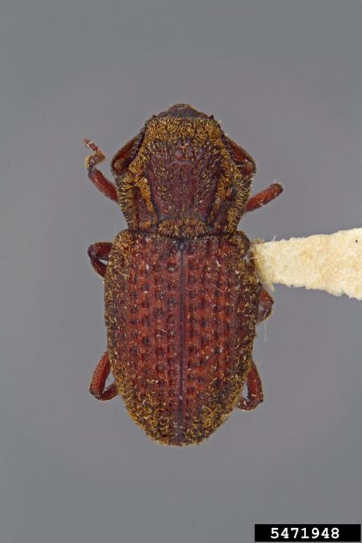 ironclad beetle (Usechimorpha montanus)