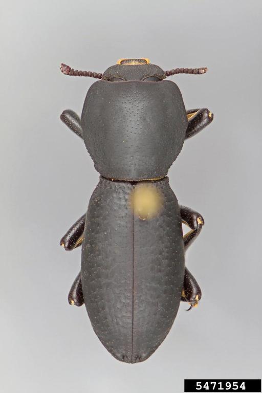 ironclad beetle (Zopherus gracilis Horn, 1867)