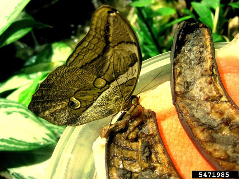 owl butterfly (Caligo eurilochus)