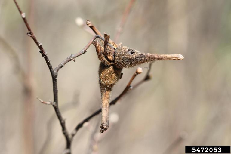 beaked hazelnut (Corylus cornuta)