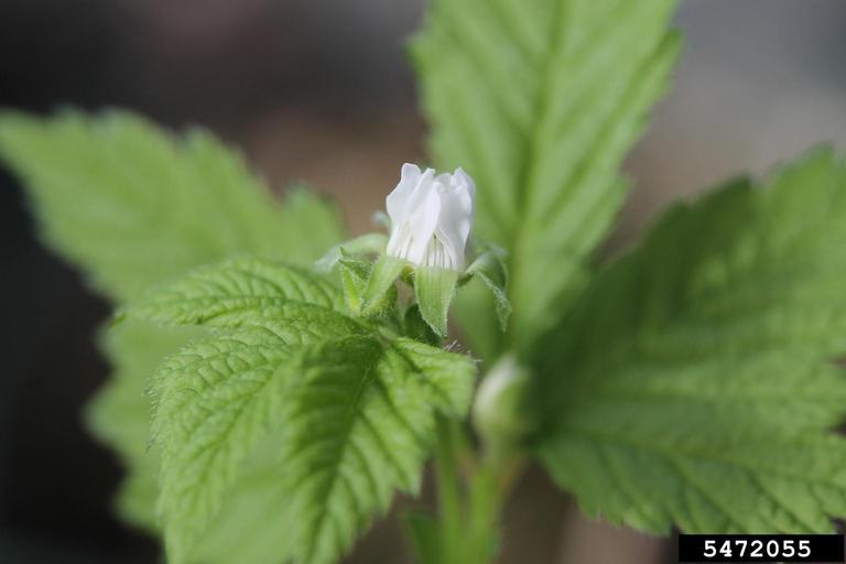 dwarf red blackberry (Rubus pubescens var. pubescens)