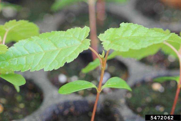 striped maple (Acer pensylvanicum)