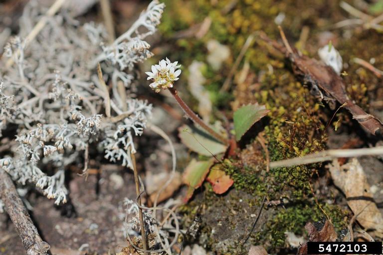 early saxifrage (Saxifraga virginiensis Michx.)