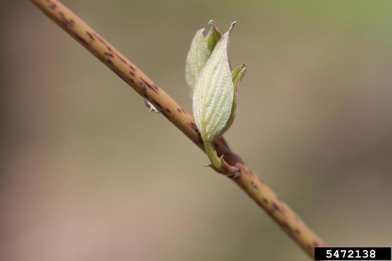 roundleaf dogwood (Cornus rugosa Lam.)