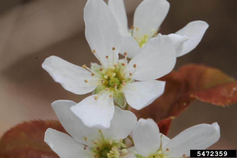 Allegheny serviceberry (Amelanchier laevis Wieg.)
