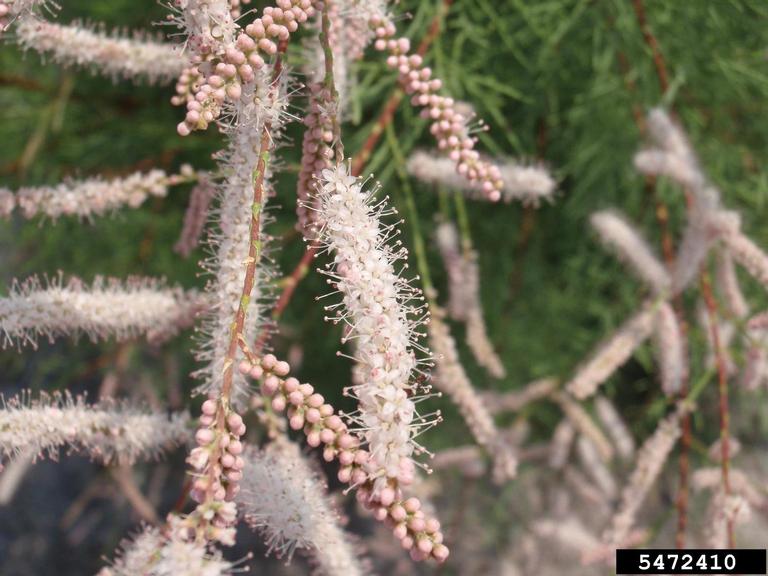 Canary Island tamarisk (Tamarix canariensis Willd.)