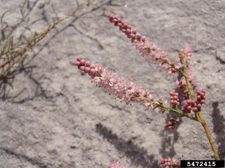 Canary Island tamarisk (Tamarix canariensis)