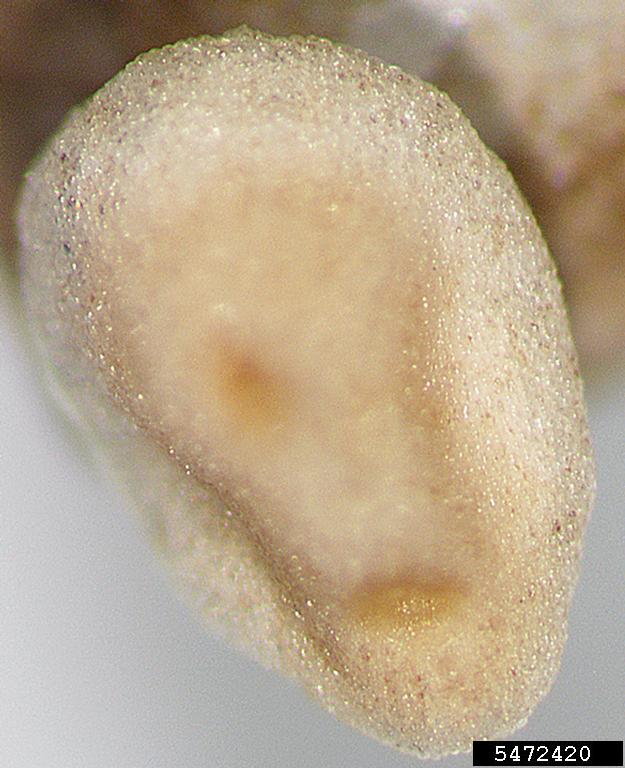 Geraldton carnation weed (Euphorbia terracina)