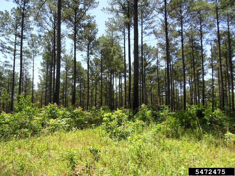 loblolly pine (Pinus taeda L.)