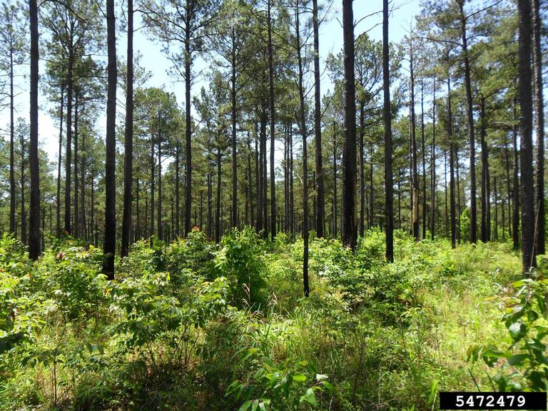 loblolly pine (Pinus taeda L.)