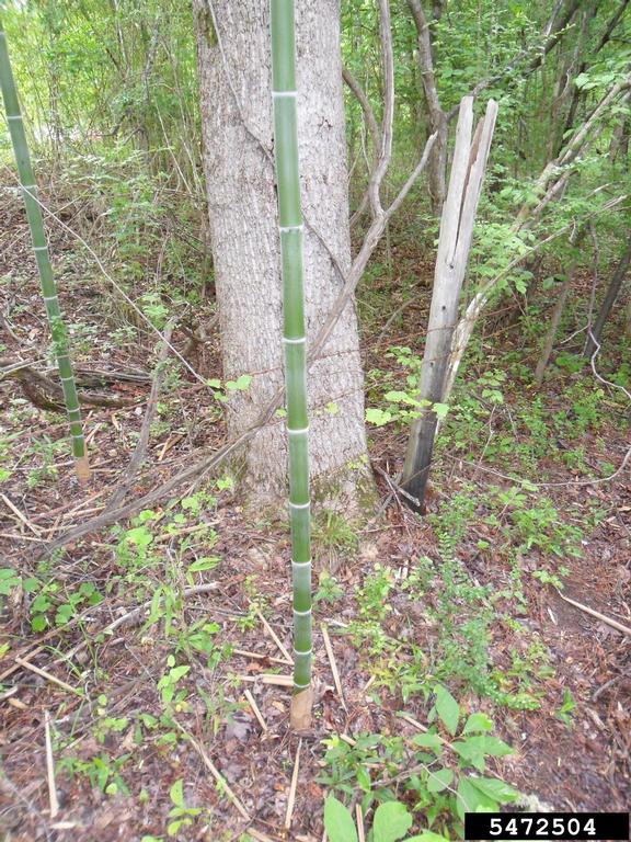 golden bamboo (Phyllostachys aurea)