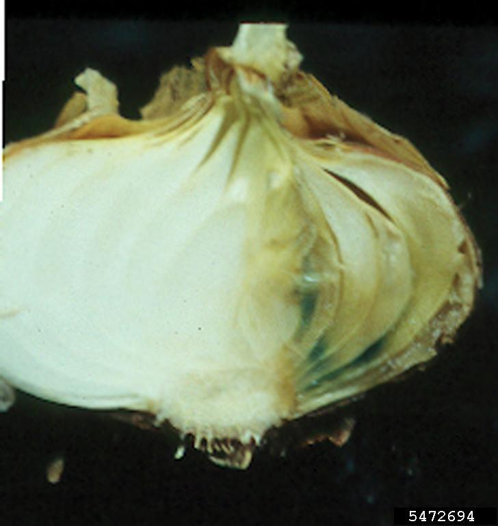 bacterial leaf streak and bulb rot (Pseudomonas viridiflava (Burkholder ...