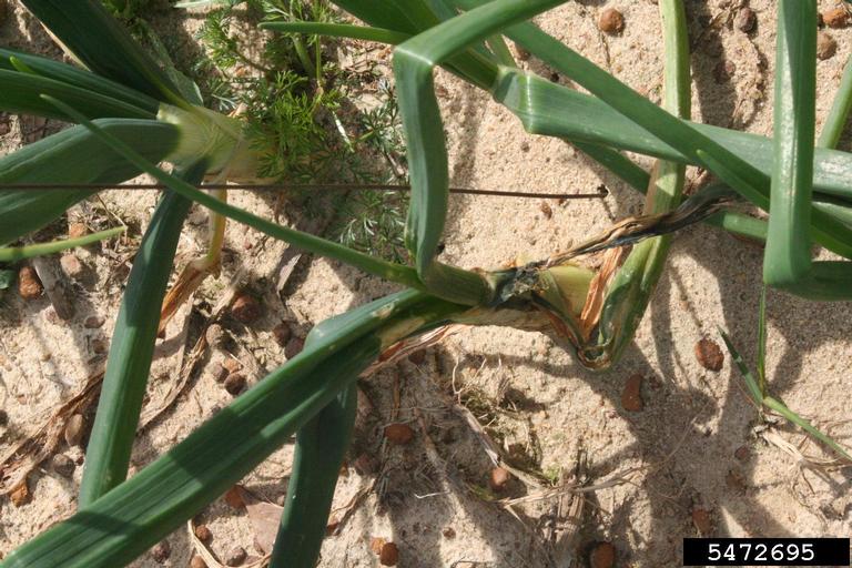 bacterial leaf streak and bulb rot (Pseudomonas viridiflava (Burkholder ...