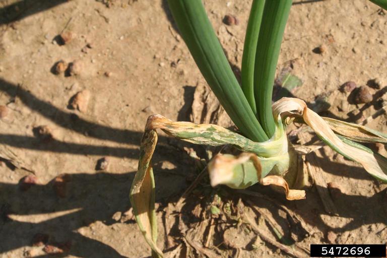 bacterial leaf streak and bulb rot (Pseudomonas viridiflava (Burkholder ...