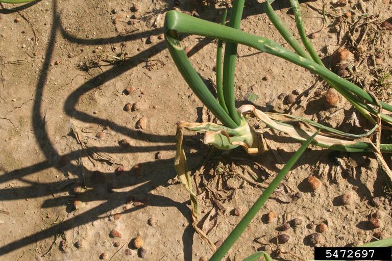 bacterial leaf streak and bulb rot (Pseudomonas viridiflava (Burkholder ...