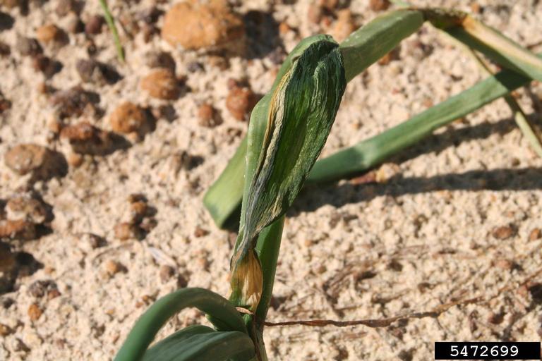 bacterial leaf streak and bulb rot (Pseudomonas viridiflava)