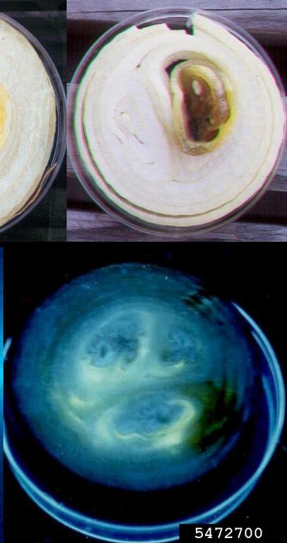 bacterial leaf streak and bulb rot (Pseudomonas viridiflava (Burkholder ...