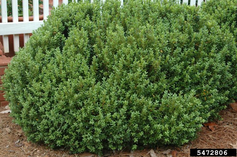 boxwood, Buxus spp. (Euphorbiales: Buxaceae) - 5472806