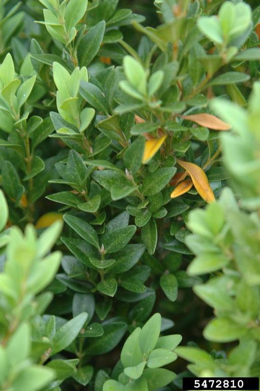 boxwood (Genus Buxus)