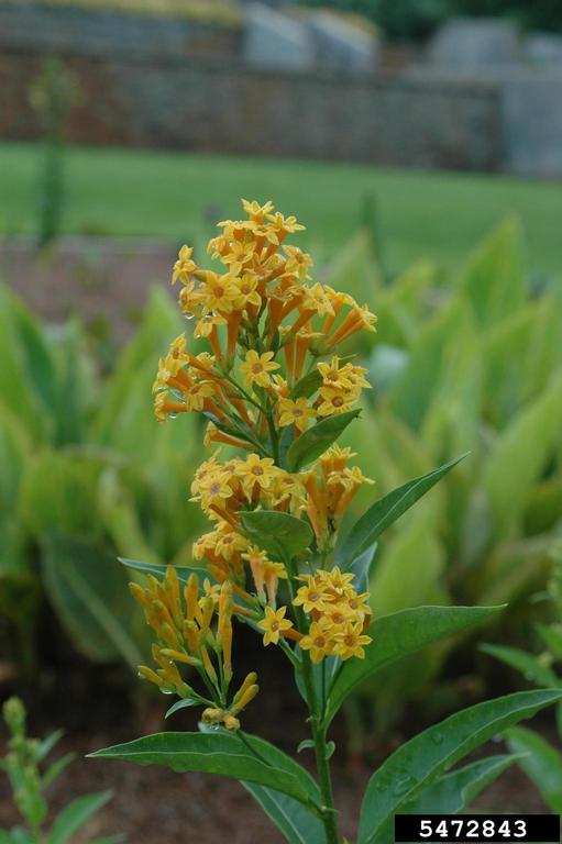jessamine (Genus Cestrum)