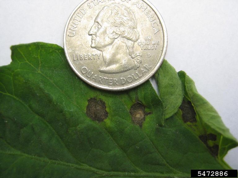 tomato spotted wilt virus (TSWV) (Tospovirus Tomato spotted wilt virus)