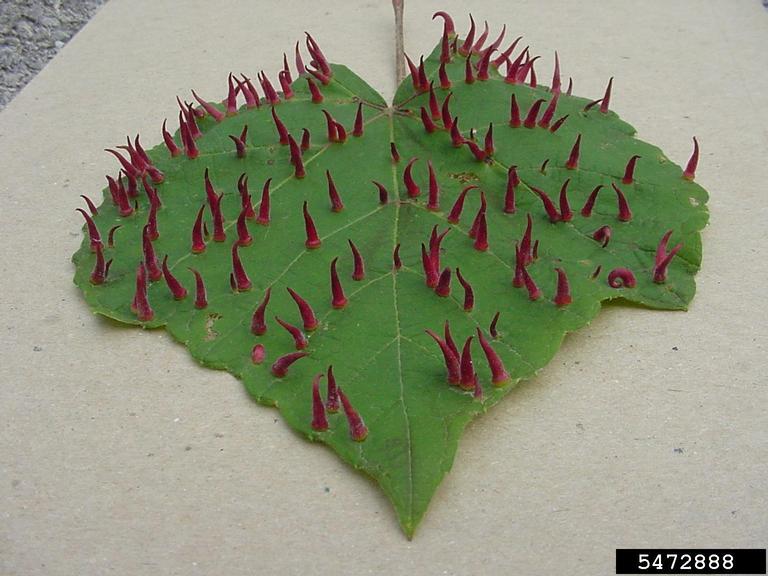 grape tube gallmaker (Schizomyia viticola)