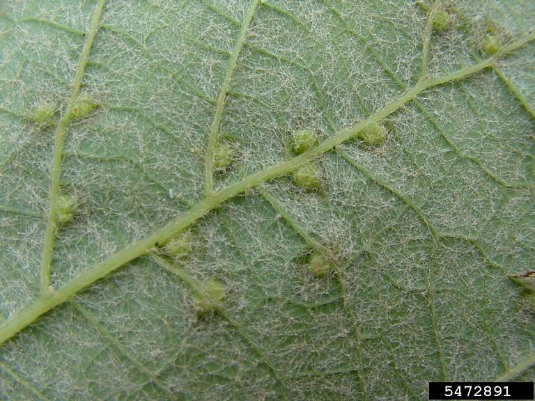 grape tube gallmaker (Schizomyia viticola)