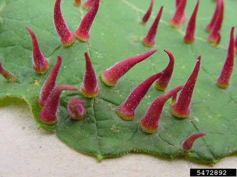 grape tube gallmaker (Schizomyia viticola (Osten Sacken, 1862))