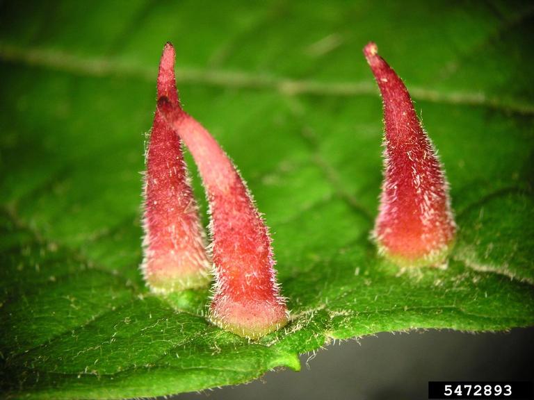grape tube gallmaker (Schizomyia viticola)