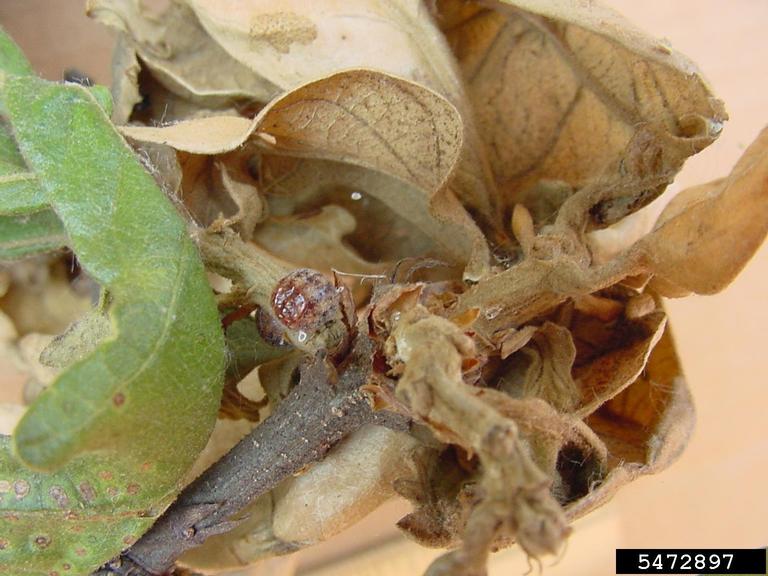 kermes scales (Genus Kermes Boitard, 1828)