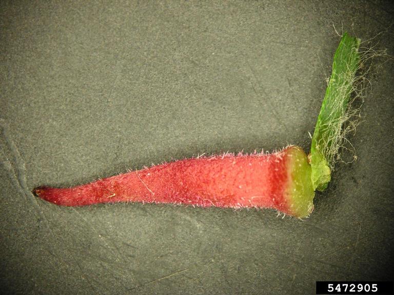 grape tube gallmaker (Schizomyia viticola)