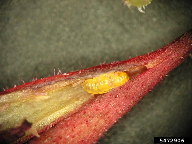 grape tube gallmaker (Schizomyia viticola)