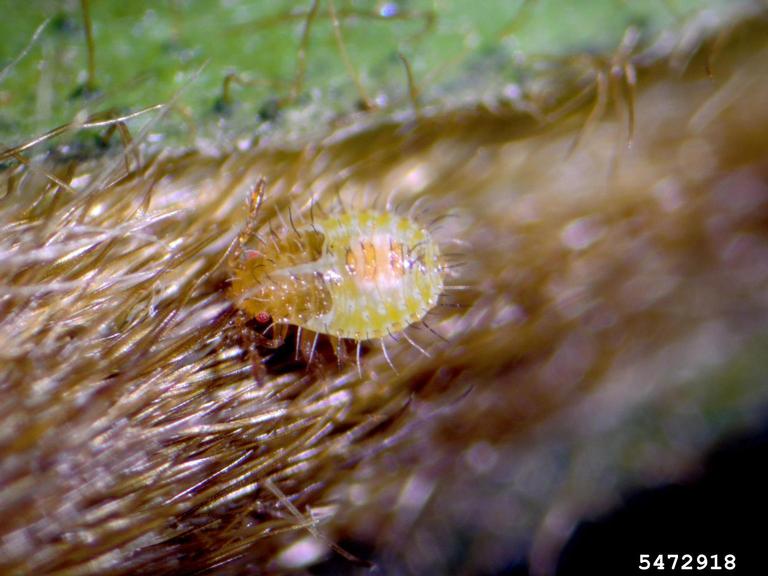 kudzu bug (Megacopta cribraria (Fabricius))