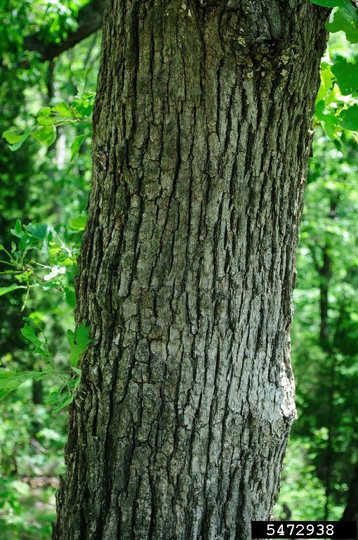 post oak, Quercus stellata (Fagales: Fagaceae) - 5472938